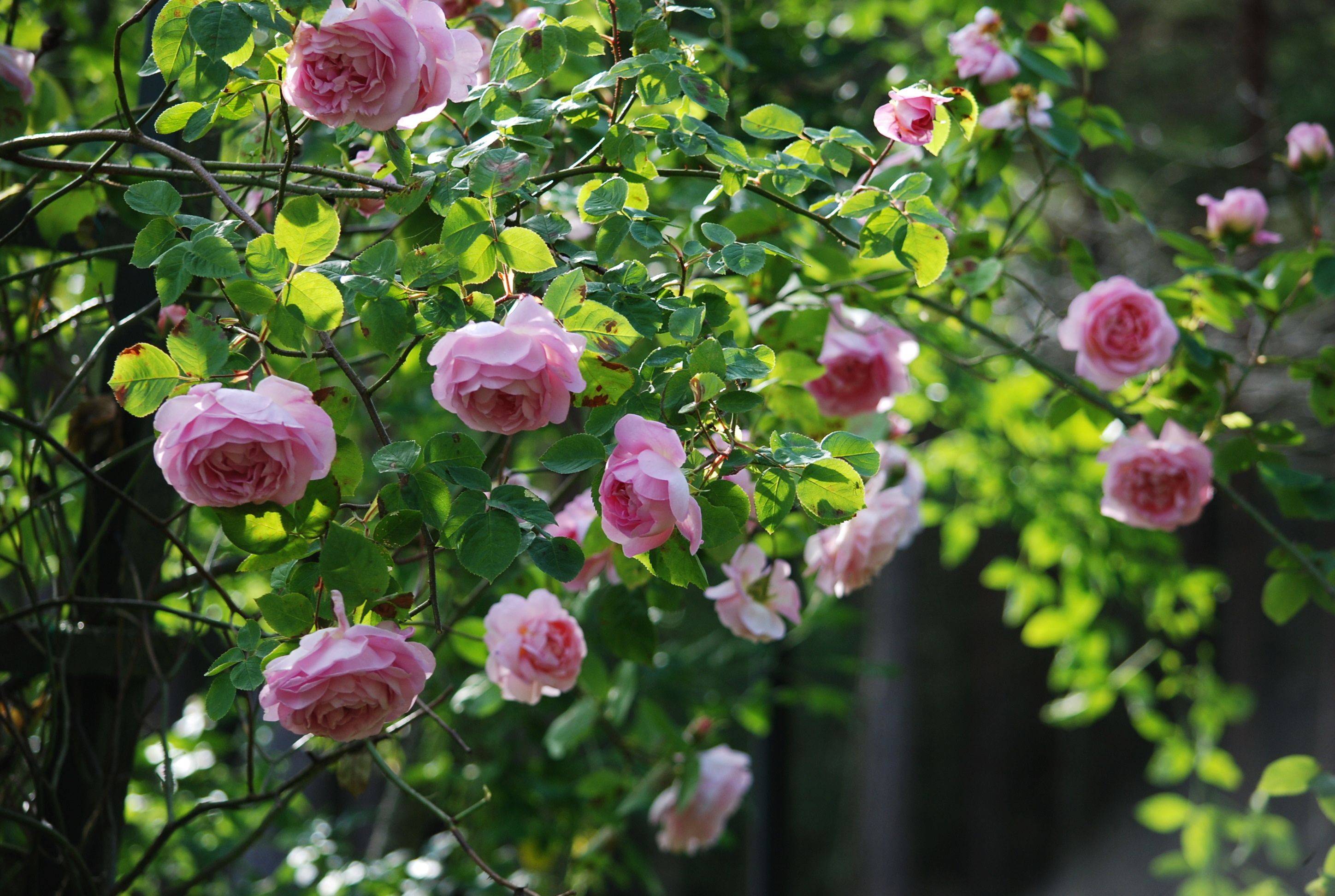 22 Constance Garden Rose Ideas You Gonna Love | SharonSable
