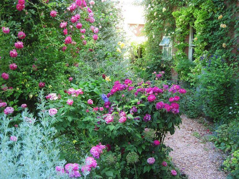 23 Vintage Rose Garden Ideas You Must Look | SharonSable