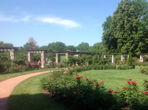 16 USC Rose Garden Ideas To Consider | SharonSable