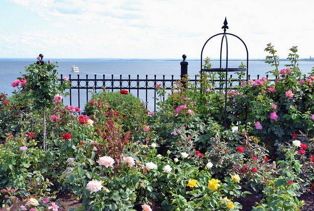 19 Minneapolis Rose Garden Ideas Worth to Check | SharonSable