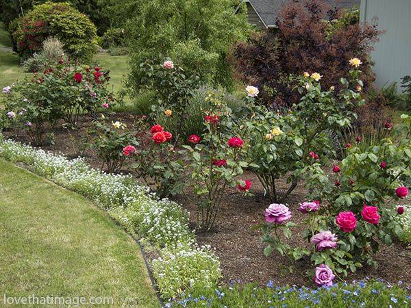 18 Seattle Rose Garden Ideas You Should Look | SharonSable