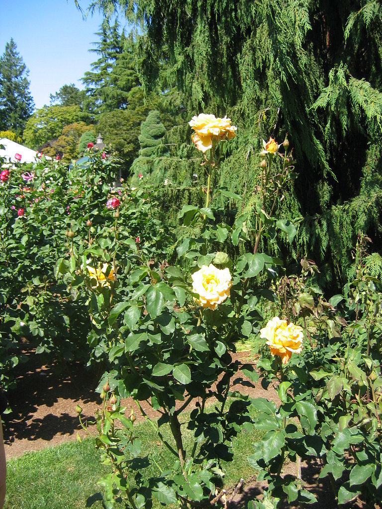 18 Seattle Rose Garden Ideas You Should Look | SharonSable