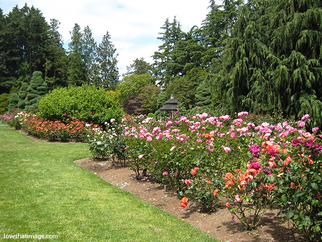 18 Seattle Rose Garden Ideas You Should Look | SharonSable