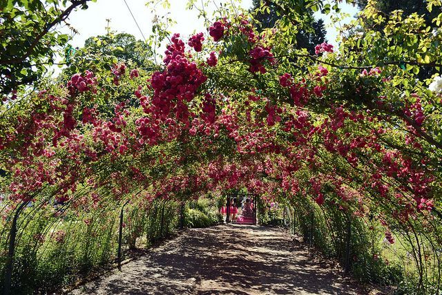 20 Rose Garden Washington Ideas You Cannot Miss | SharonSable