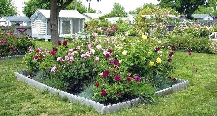 19 Small Courtyard Rose Garden Ideas You Gonna Love | SharonSable