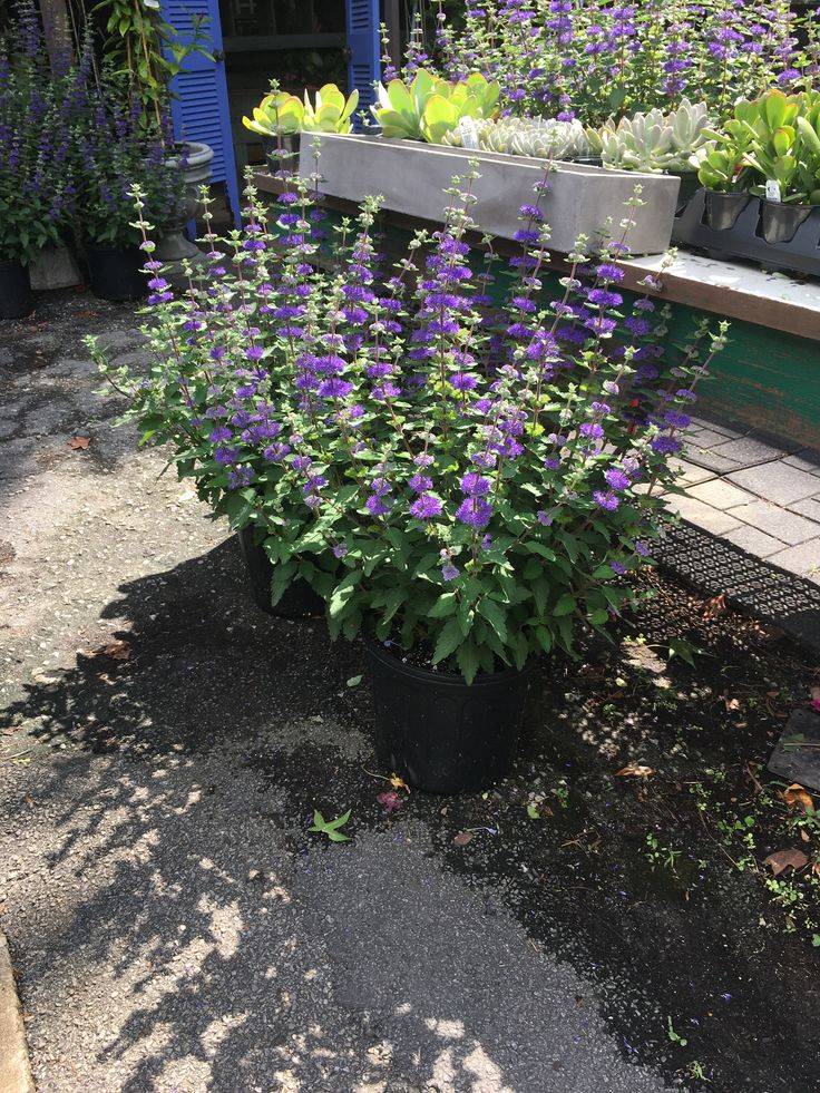 24 Blue Rose Garden Ideas You Must Look | SharonSable