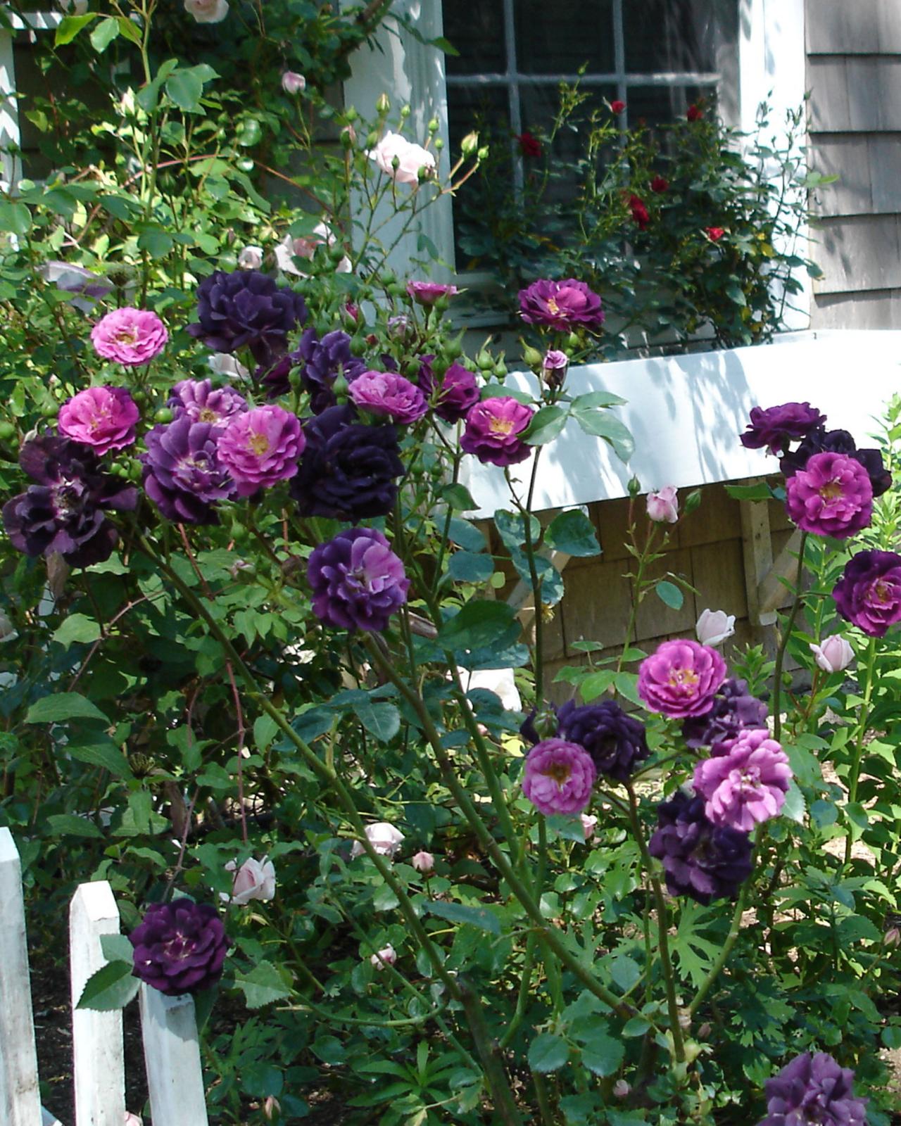 24 Blue Rose Garden Ideas You Must Look | SharonSable