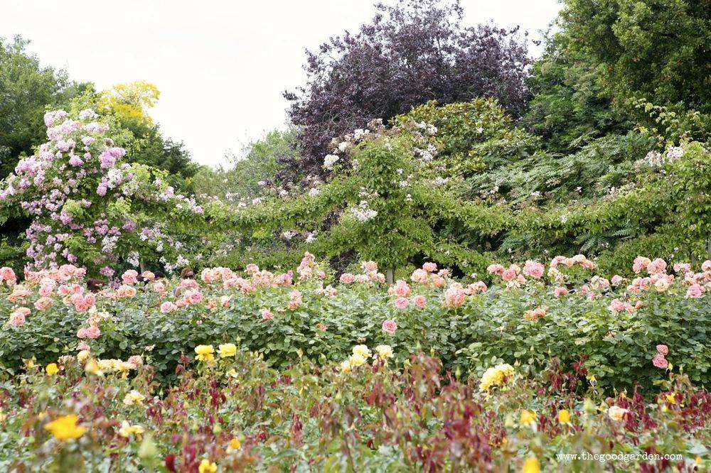 21 Victorian Rose Garden Ideas You Should Look | SharonSable