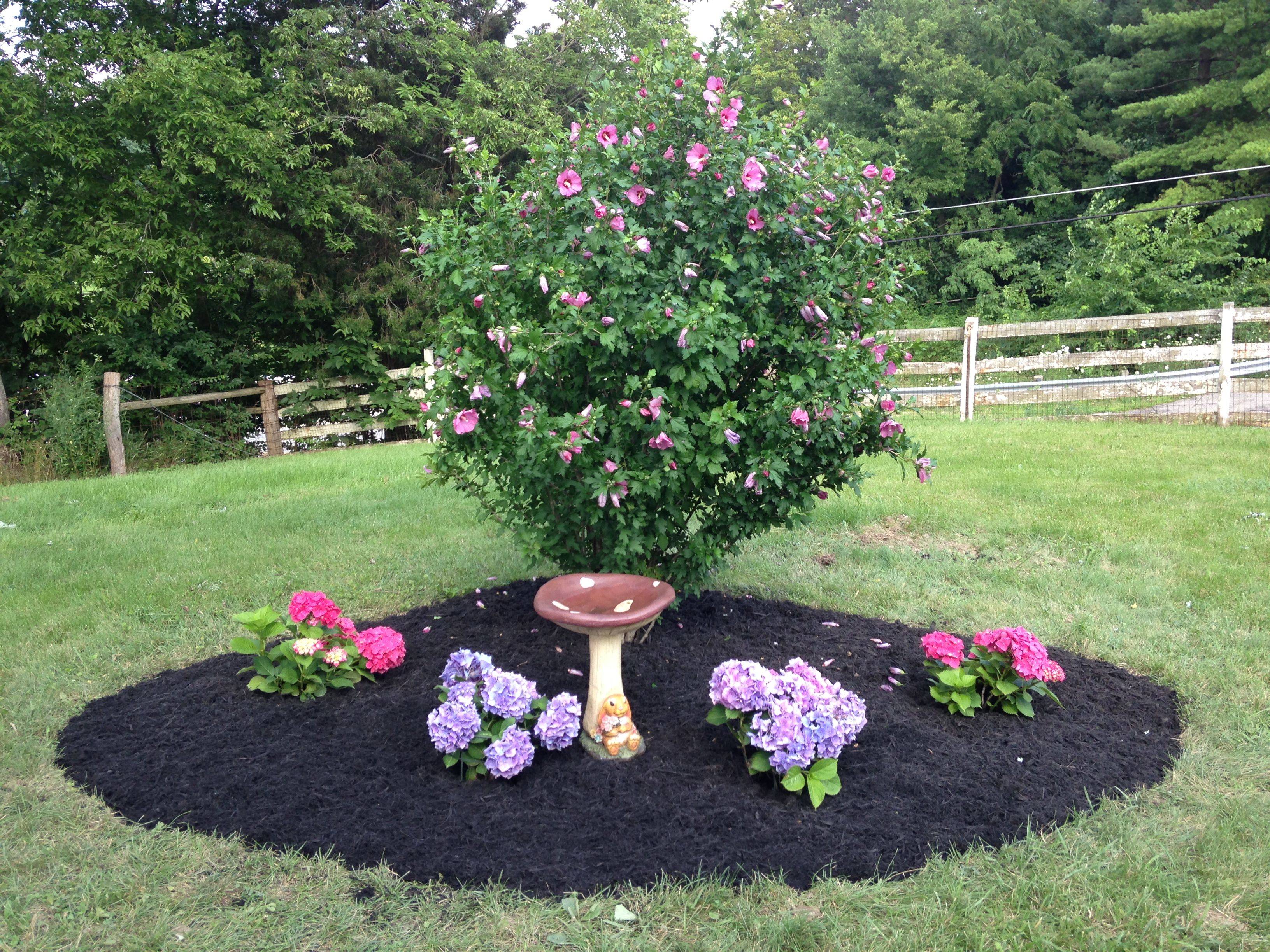 21 Rose Tree Garden Ideas You Cannot Miss | SharonSable
