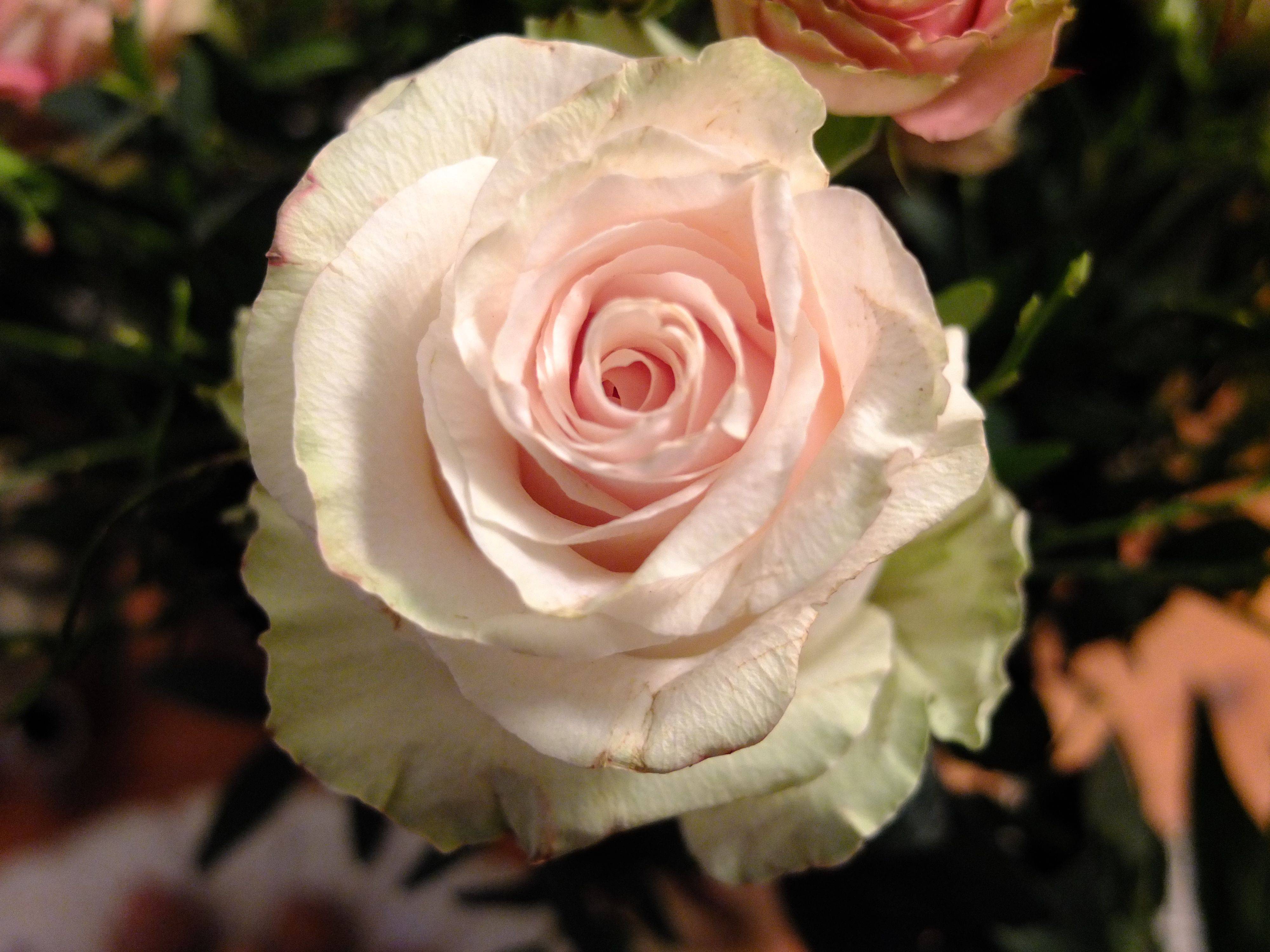 20 Cabbage Rose Garden Ideas Worth to Check | SharonSable