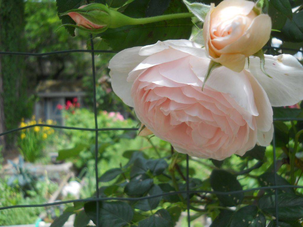 20 Cabbage Rose Garden Ideas Worth to Check | SharonSable
