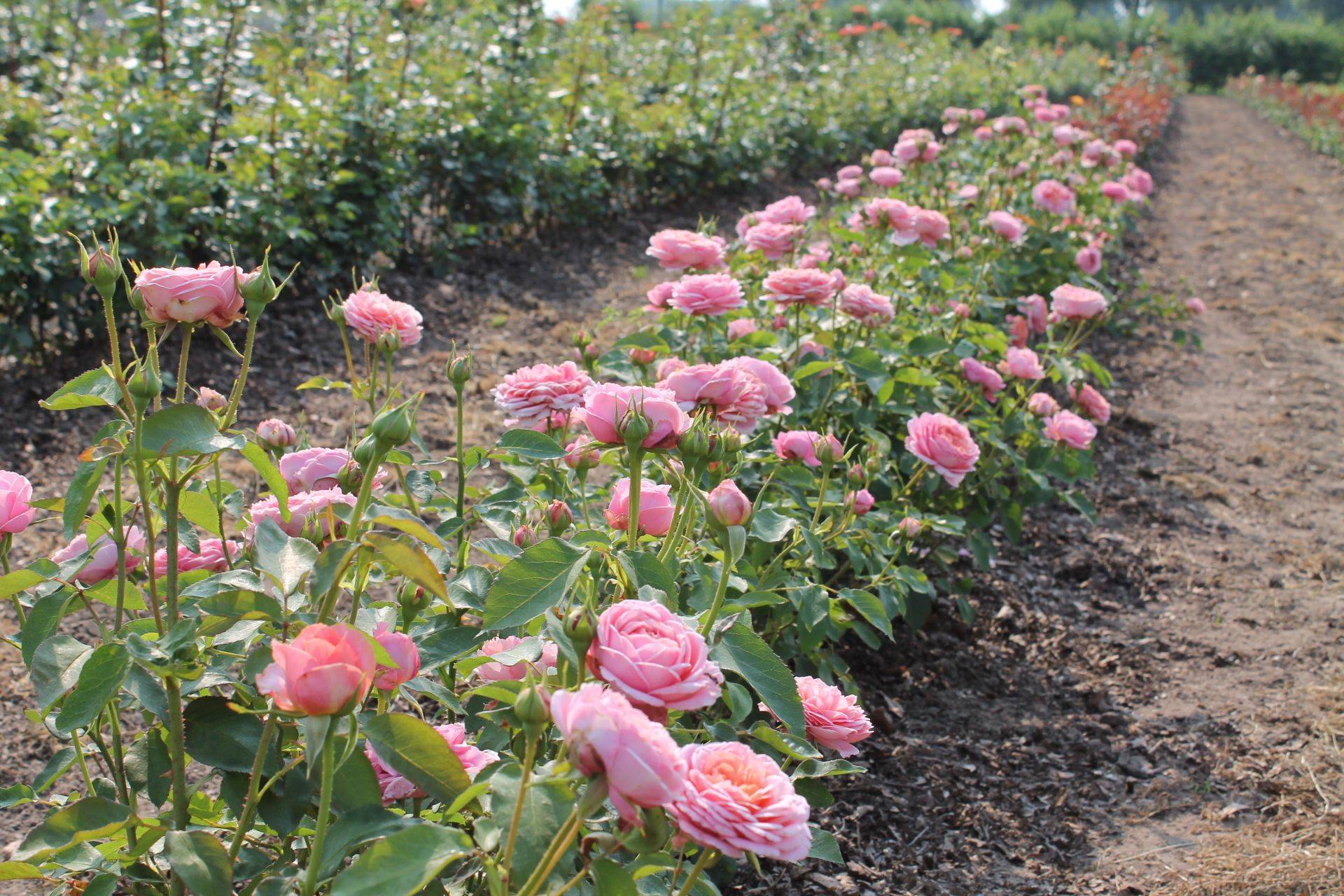 20 Cabbage Rose Garden Ideas Worth to Check | SharonSable