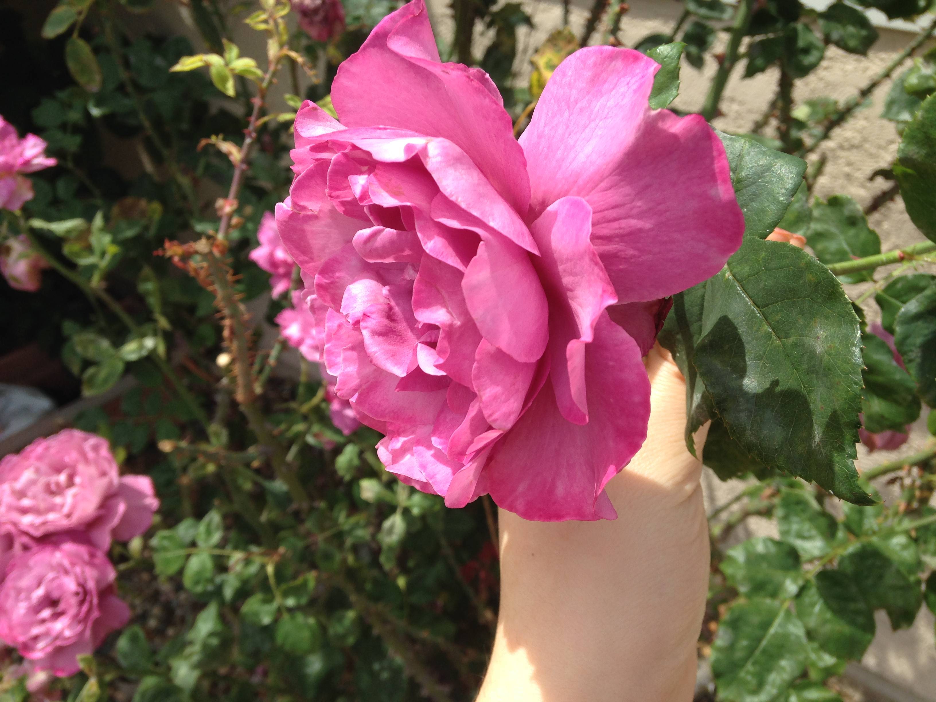 18 World Peace Rose Garden Ideas To Try This Year | SharonSable