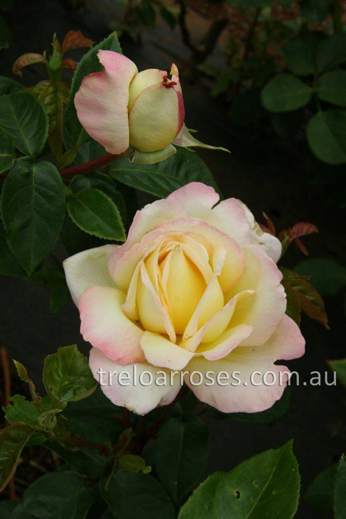 18 World Peace Rose Garden Ideas To Try This Year | SharonSable