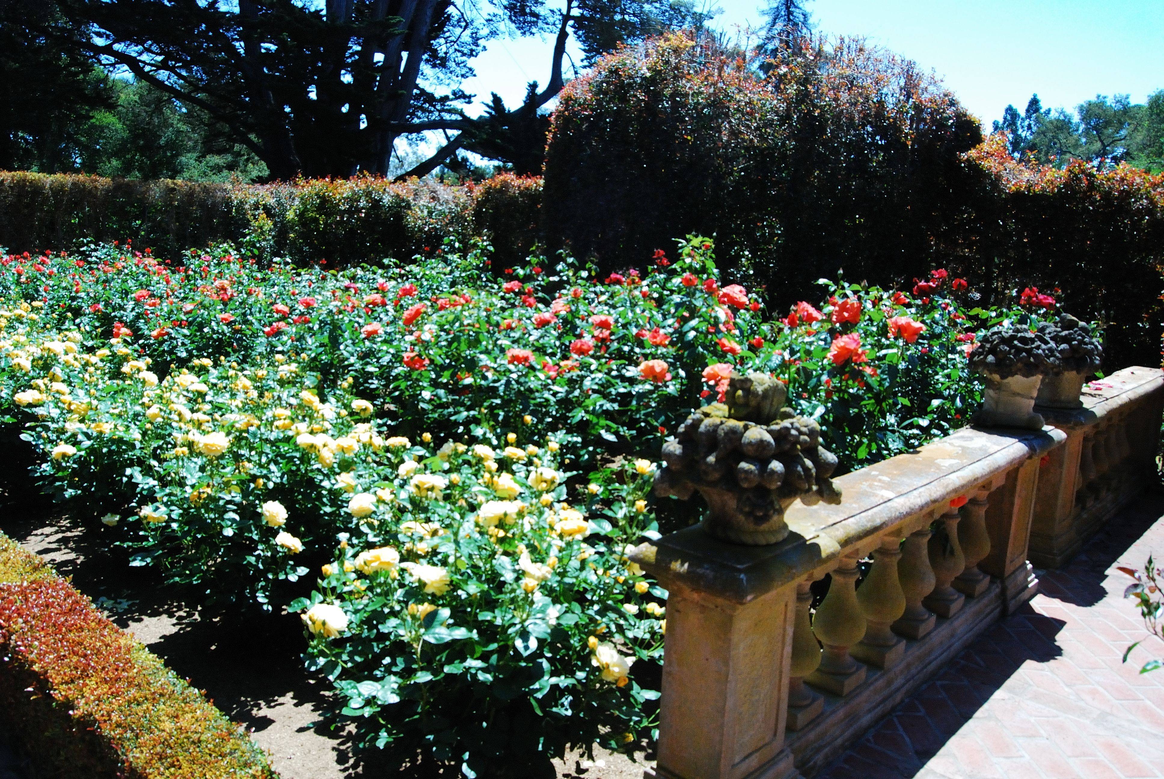 23 Formal Rose Garden Ideas Worth to Check | SharonSable