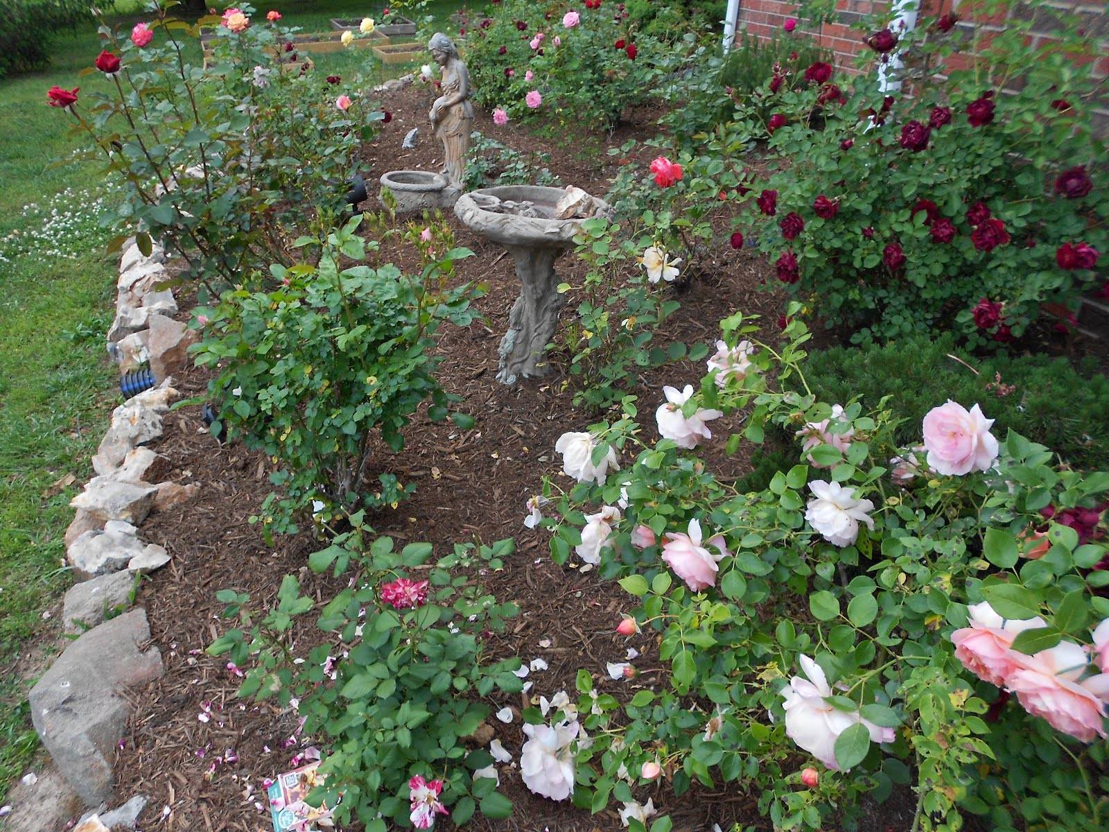 21 Planning a Rose Garden Ideas To Try This Year | SharonSable