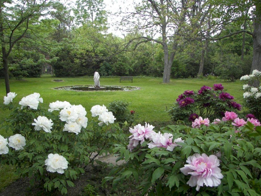 21 Peony Garden Design Ideas You Gonna Love | SharonSable