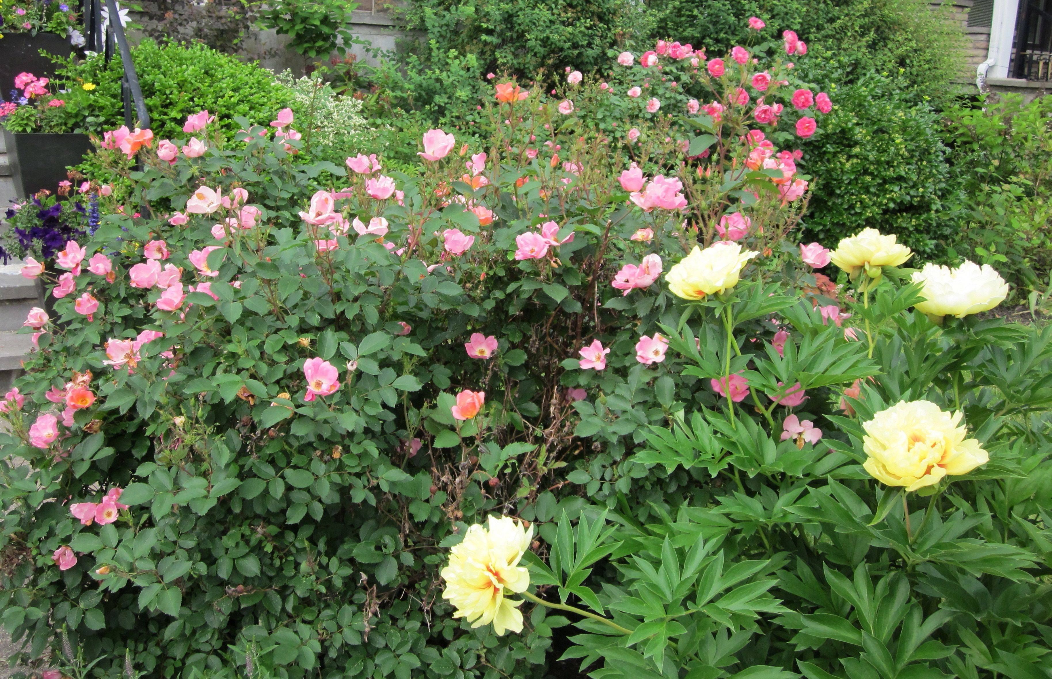 21 Peony Garden Design Ideas You Gonna Love | SharonSable