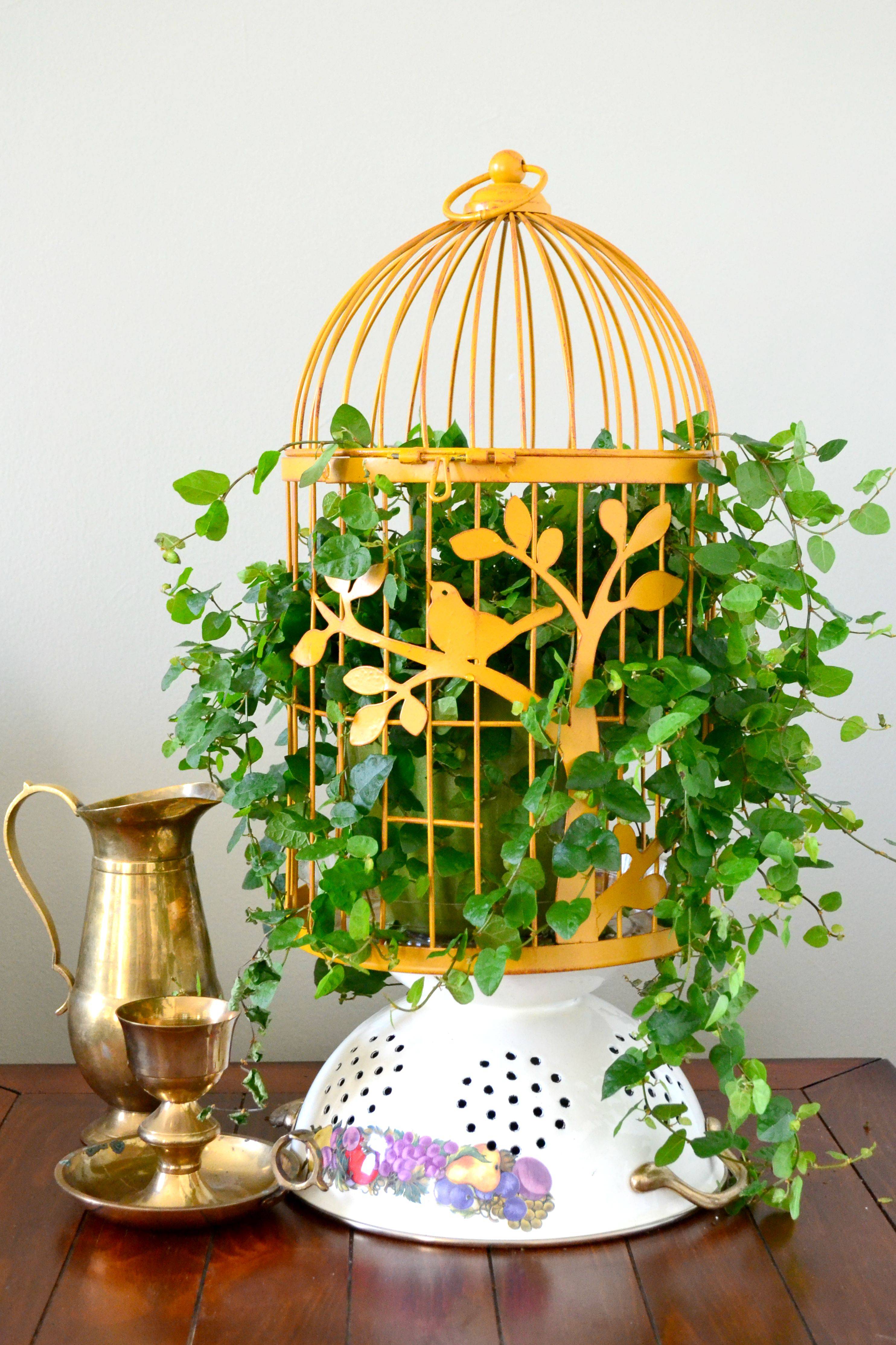 22 Bird Cage Garden Ideas You Gonna Love | SharonSable