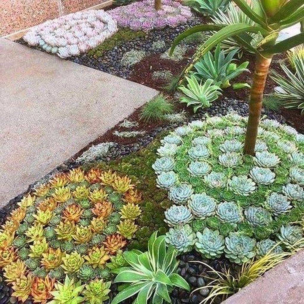 18 Succulent Garden Ideas To Try This Year | SharonSable