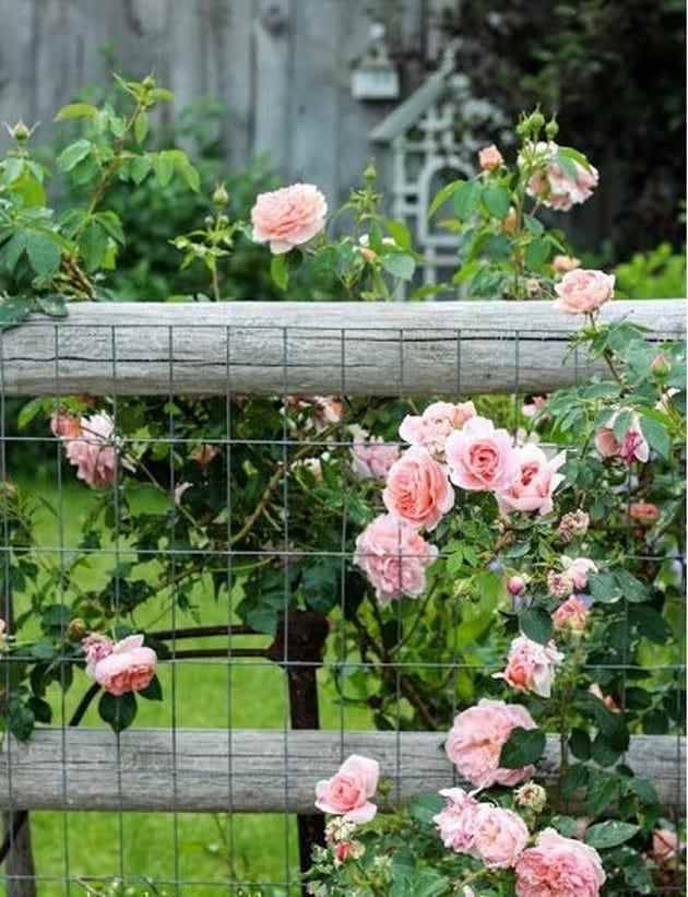 22 Rose Garden Fence Ideas Worth to Check | SharonSable
