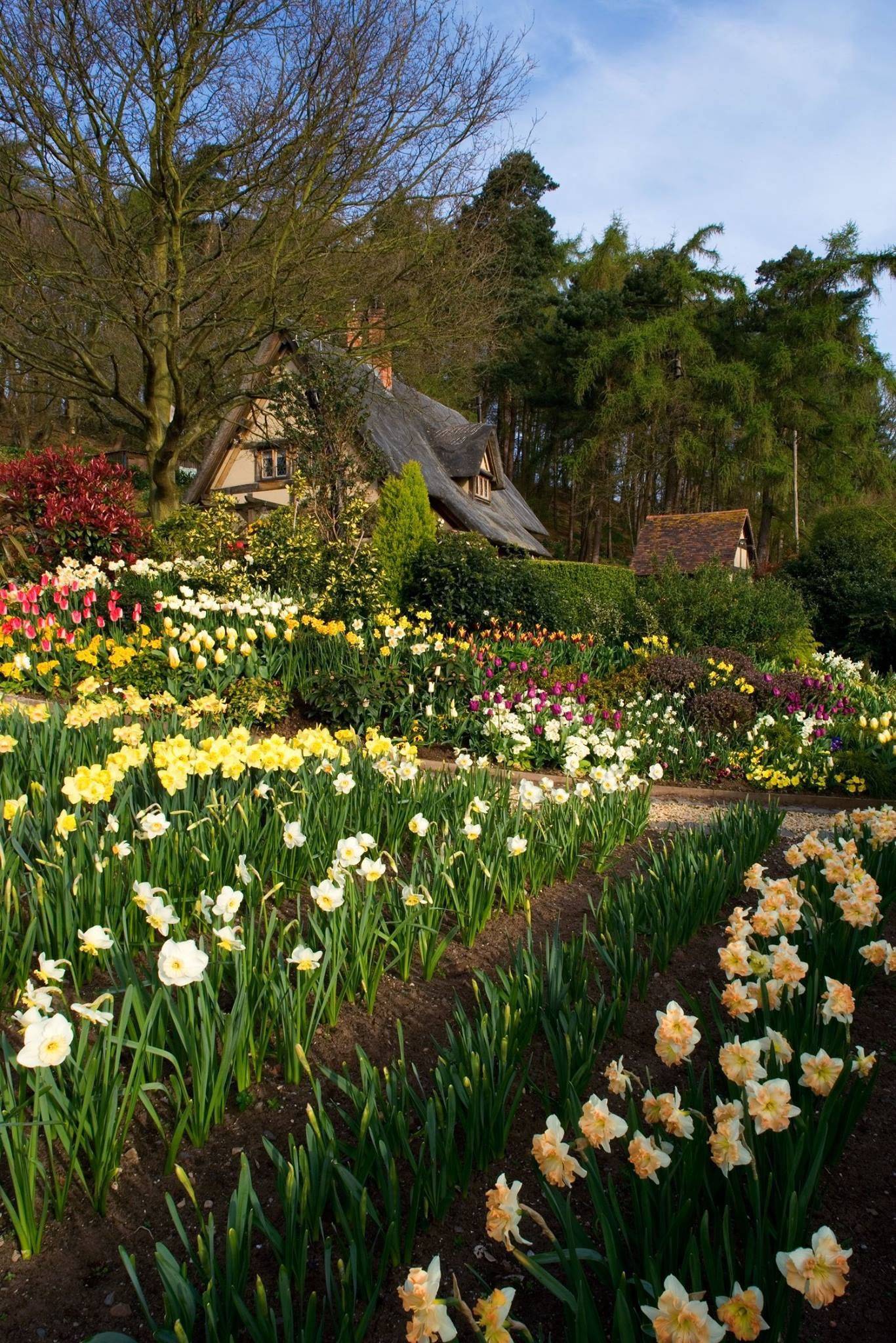 21 Daffodil Garden Ideas For This Year | SharonSable