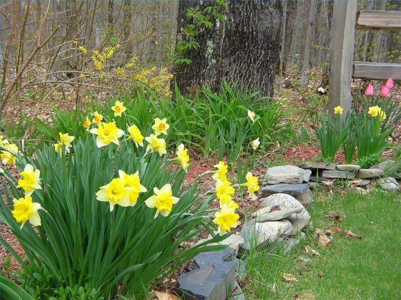 21 Daffodil Garden Ideas For This Year | SharonSable