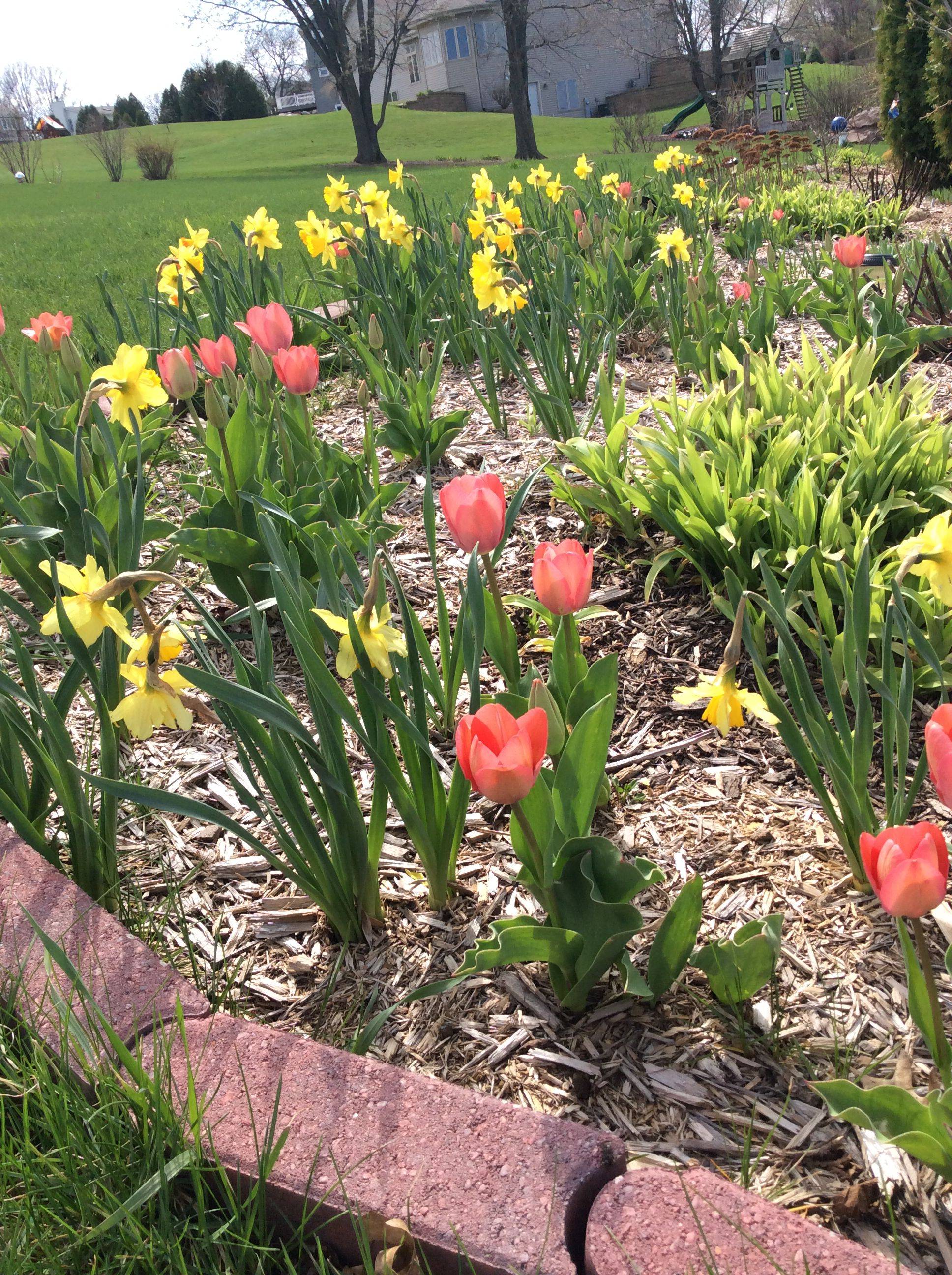 21 Daffodil Garden Ideas For This Year | SharonSable