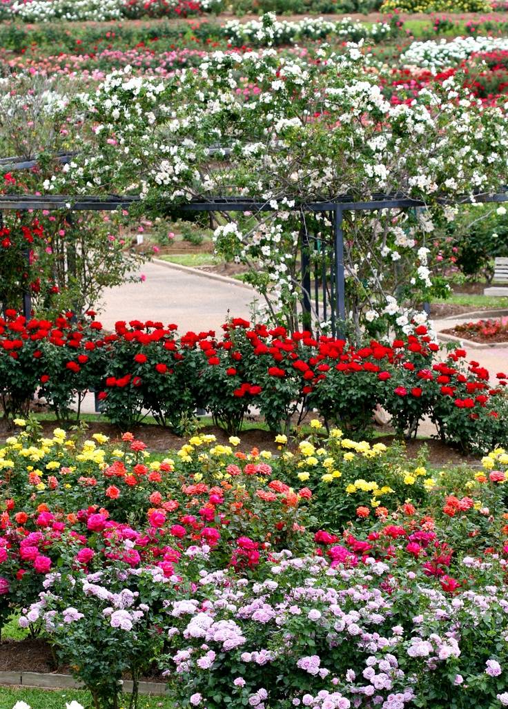 19 Botanical Rose Garden Ideas You Must Look | SharonSable