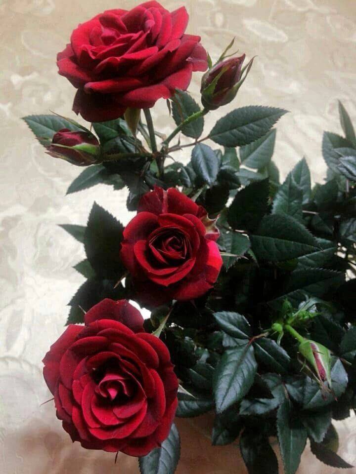 21 Rose Garden Oil Painting Ideas You Should Check | SharonSable