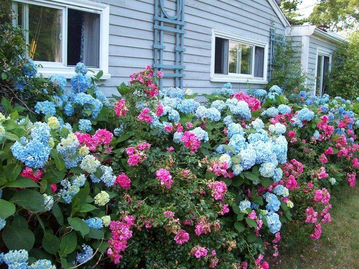 19 Blue Rose Flower Garden Ideas You Cannot Miss | SharonSable