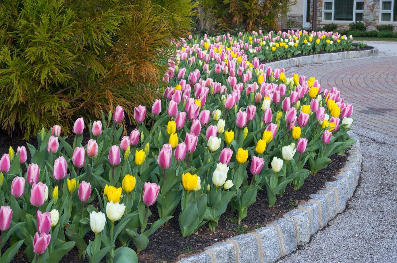23 Beautiful Tulip Garden Ideas You Should Look | SharonSable