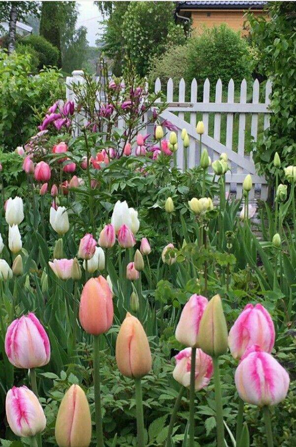 23 Beautiful Tulip Garden Ideas You Should Look | SharonSable