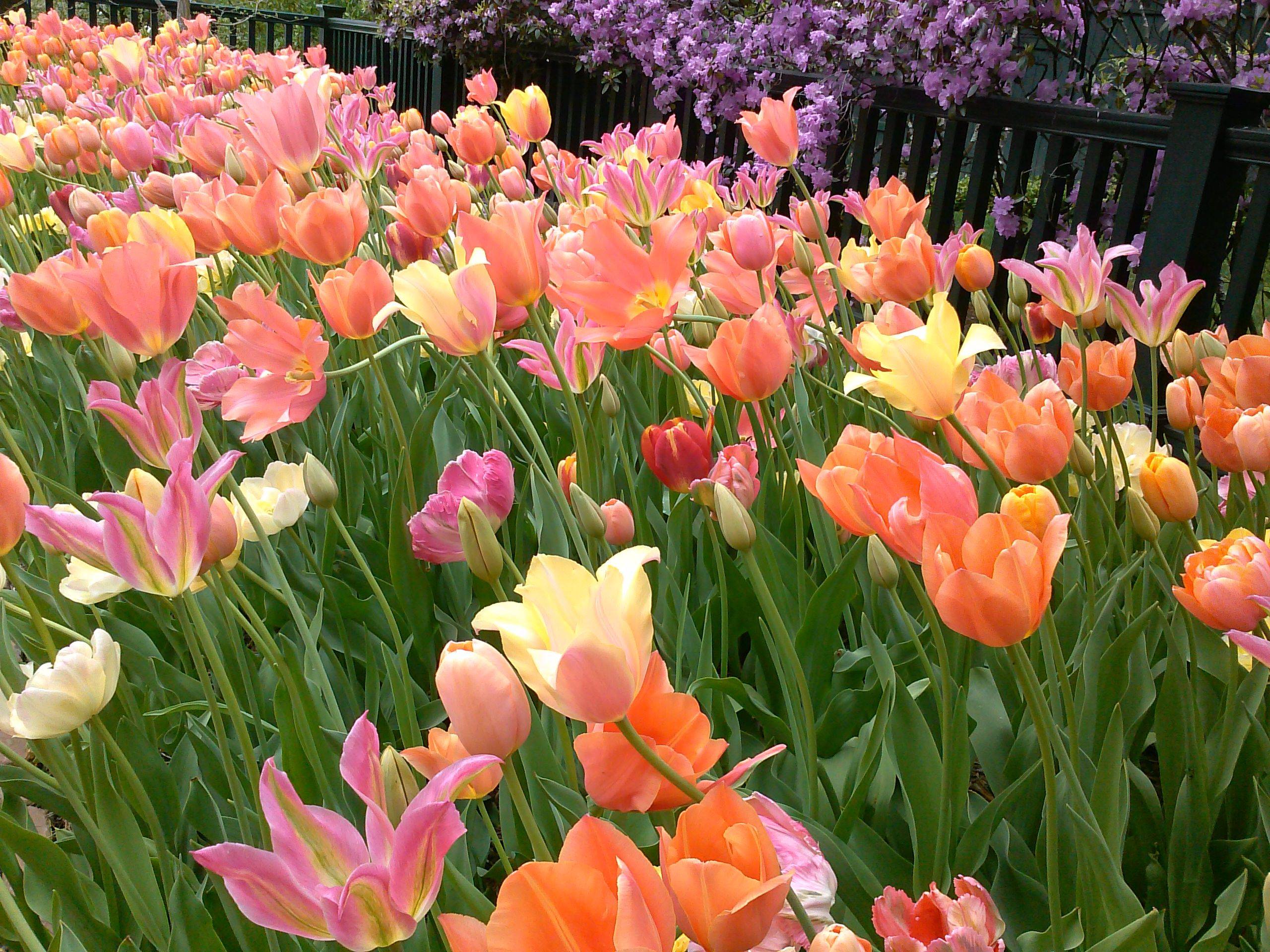 23 Beautiful Tulip Garden Ideas You Should Look | SharonSable