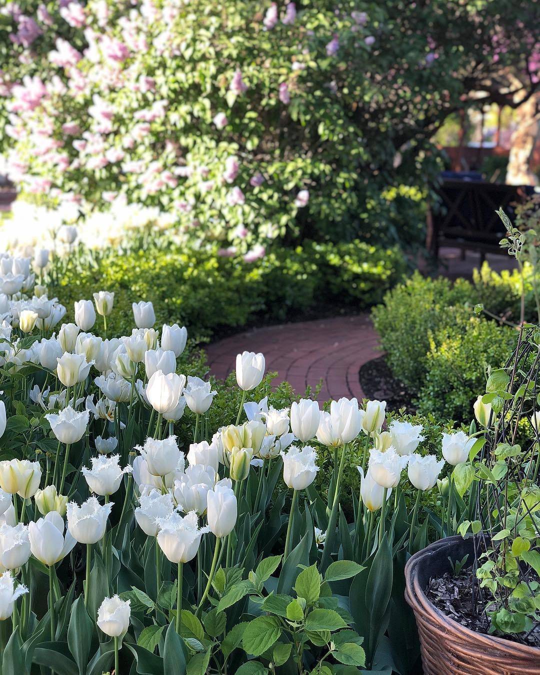 23 Beautiful Tulip Garden Ideas You Should Look | SharonSable