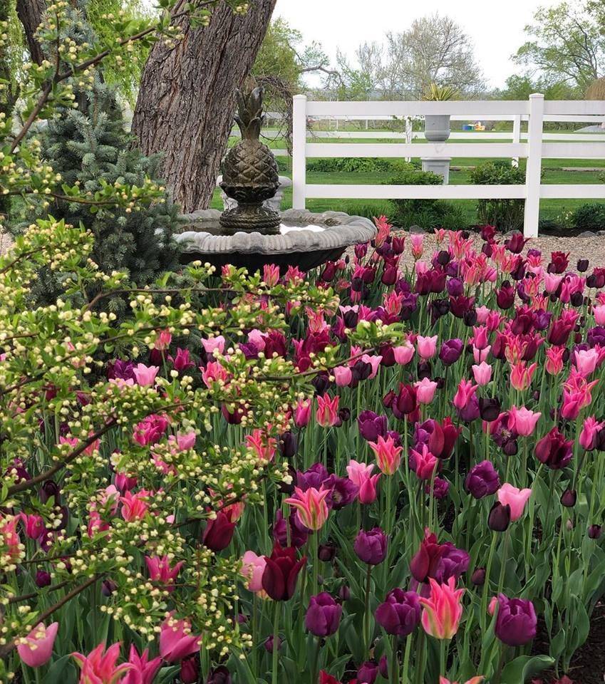 23 Beautiful Tulip Garden Ideas You Should Look | SharonSable