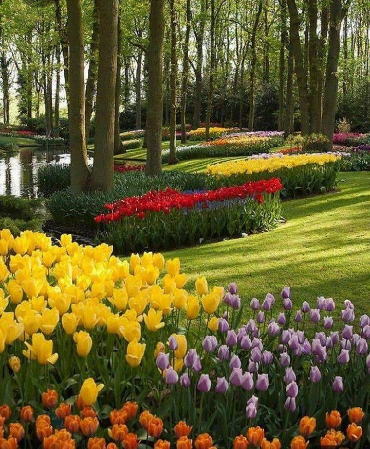 23 Beautiful Tulip Garden Ideas You Should Look | SharonSable