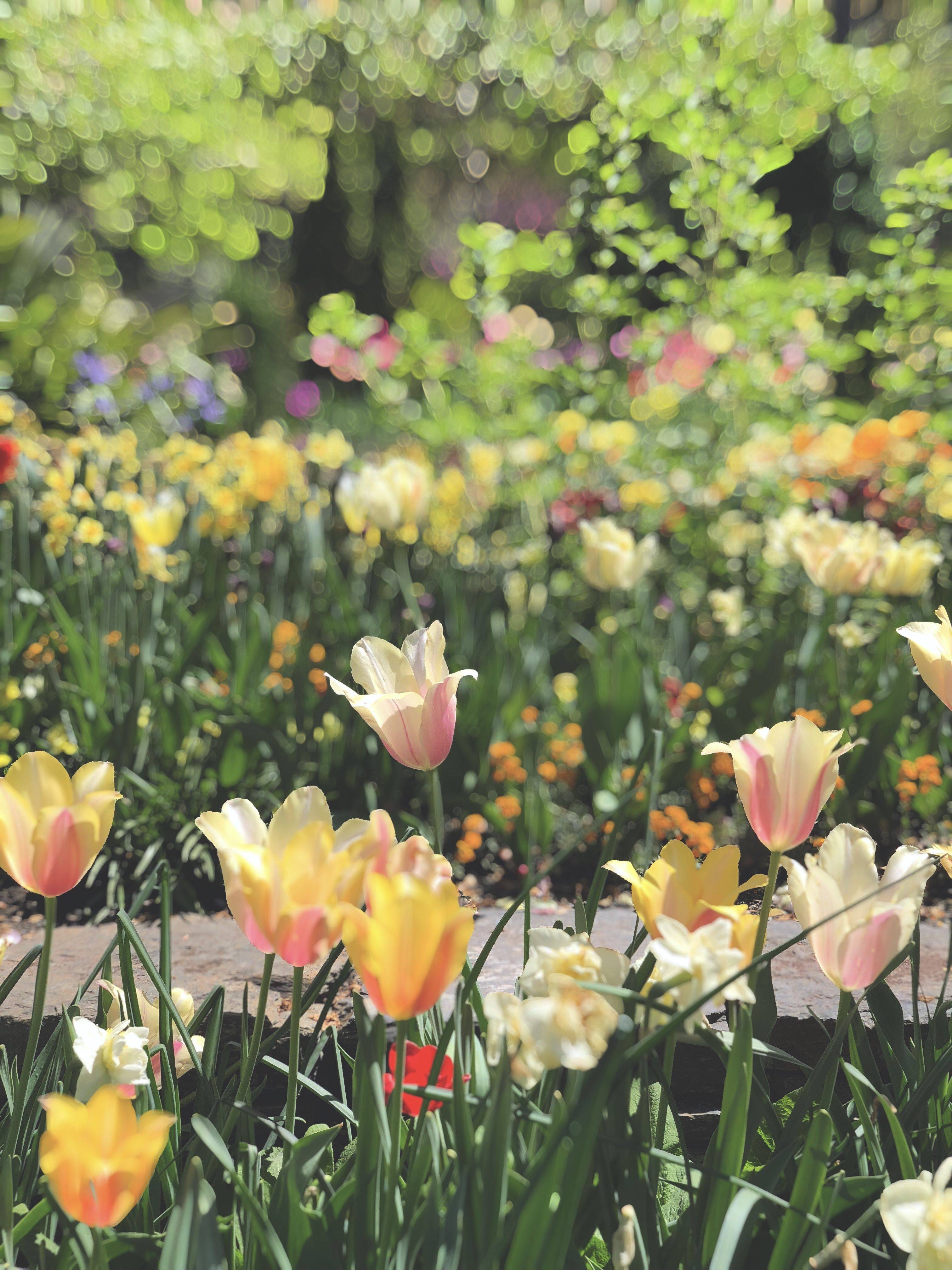 23 Beautiful Tulip Garden Ideas You Should Look | SharonSable