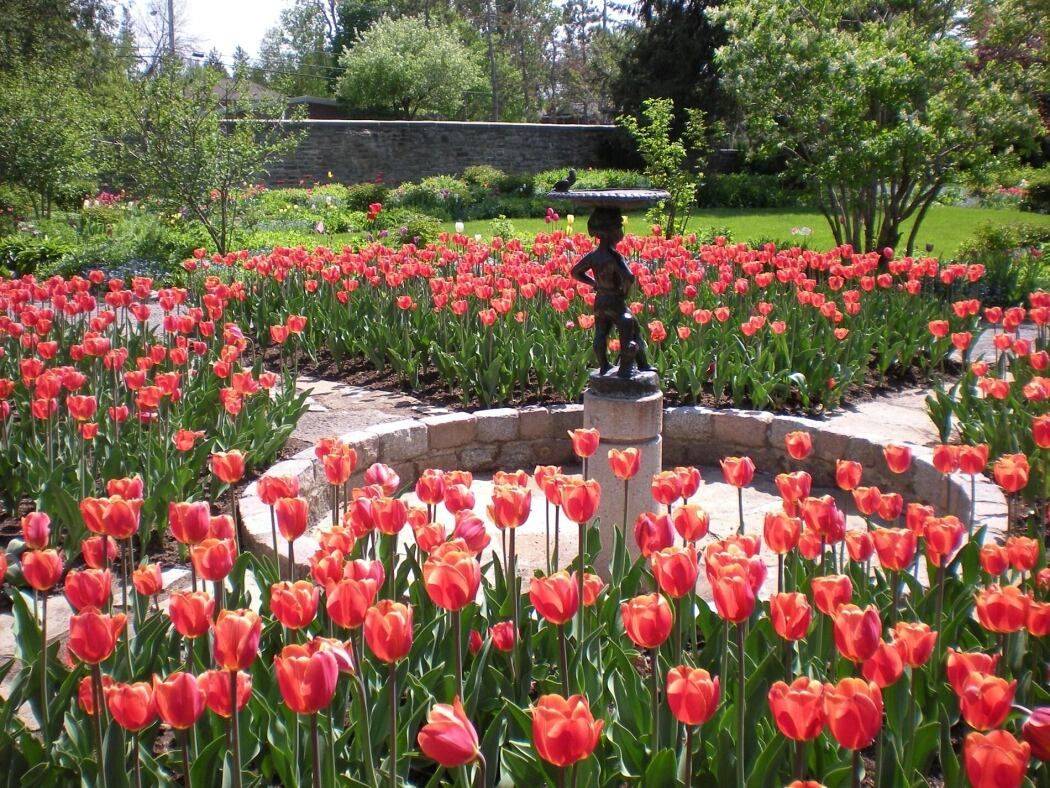 23 Beautiful Tulip Garden Ideas You Should Look | SharonSable