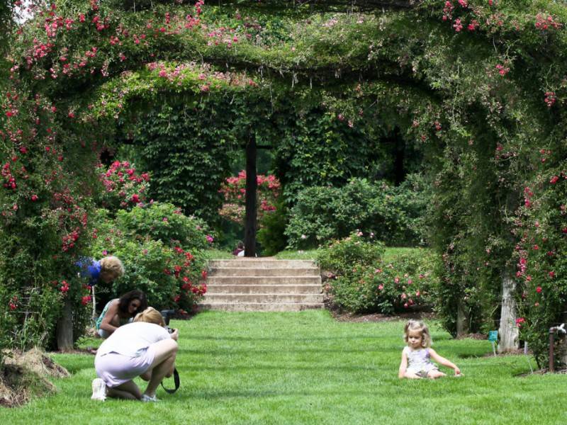 24 Elizabeth Park Rose Garden Ideas To Consider | SharonSable