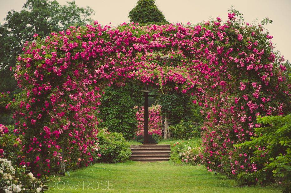24 Elizabeth Park Rose Garden Ideas To Consider | SharonSable