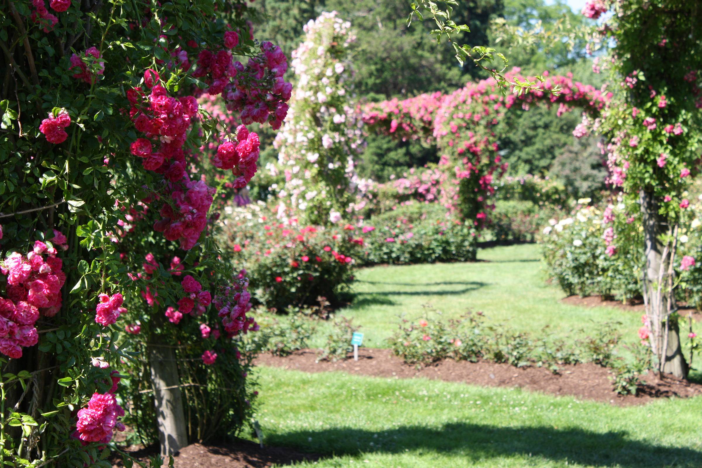 24 Elizabeth Park Rose Garden Ideas To Consider | SharonSable