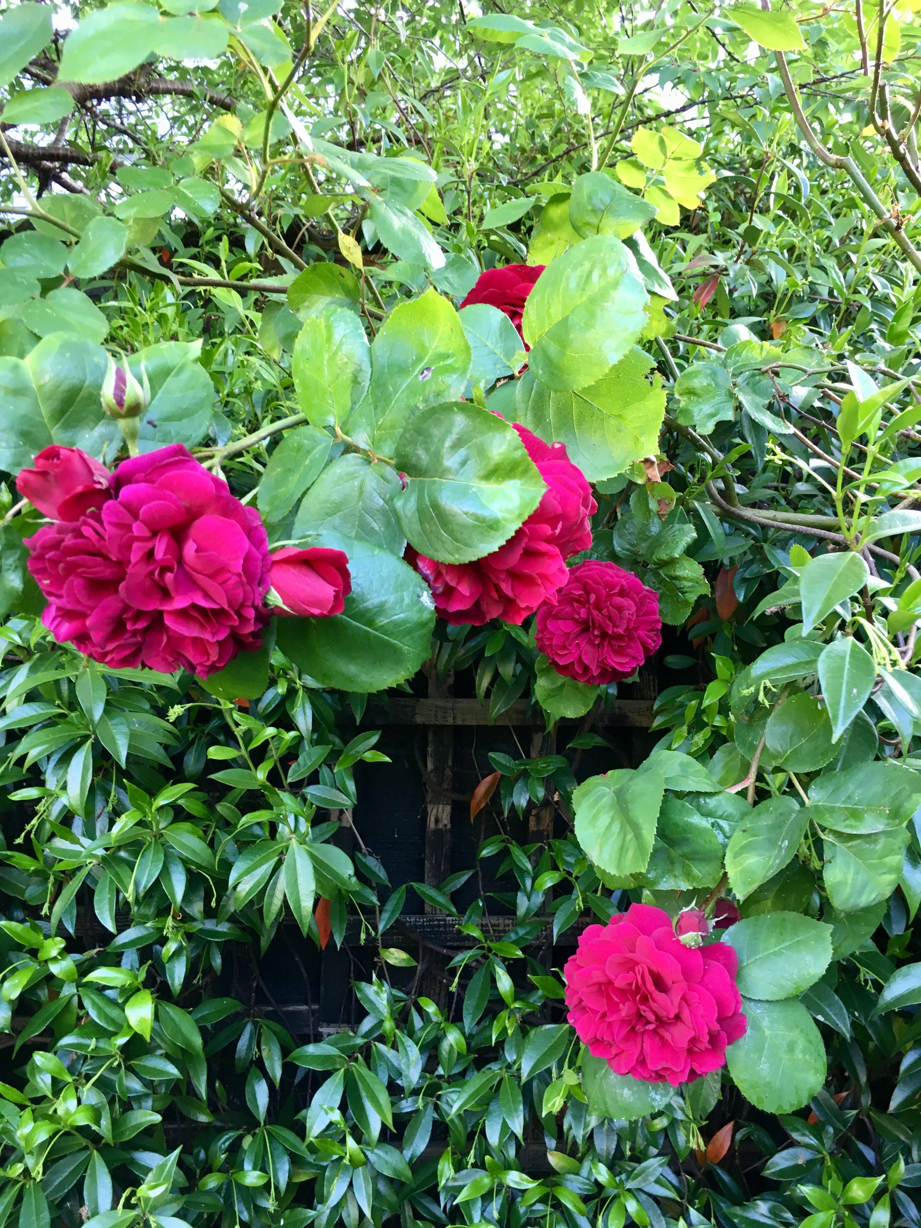 21 Tess Garden Rose Ideas To Consider | SharonSable