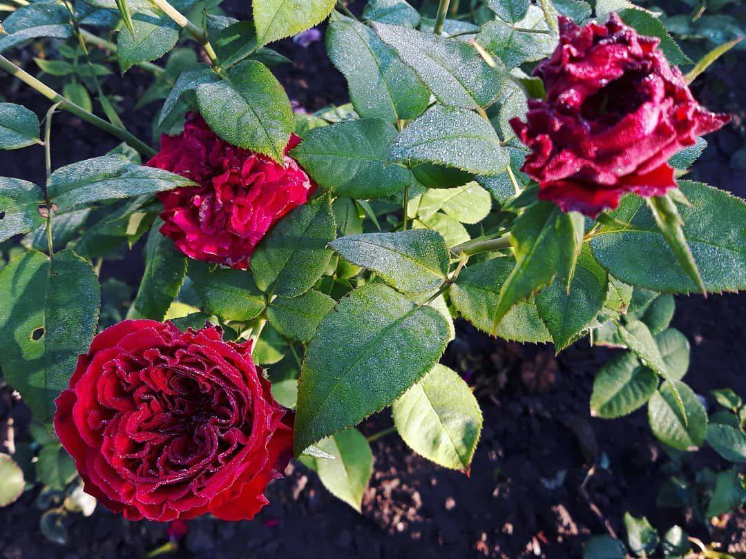 21 Tess Garden Rose Ideas To Consider | SharonSable