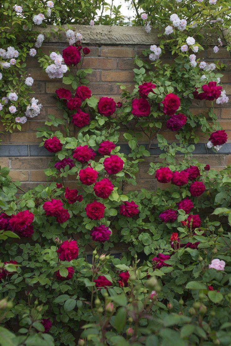 21 Tess Garden Rose Ideas To Consider | SharonSable