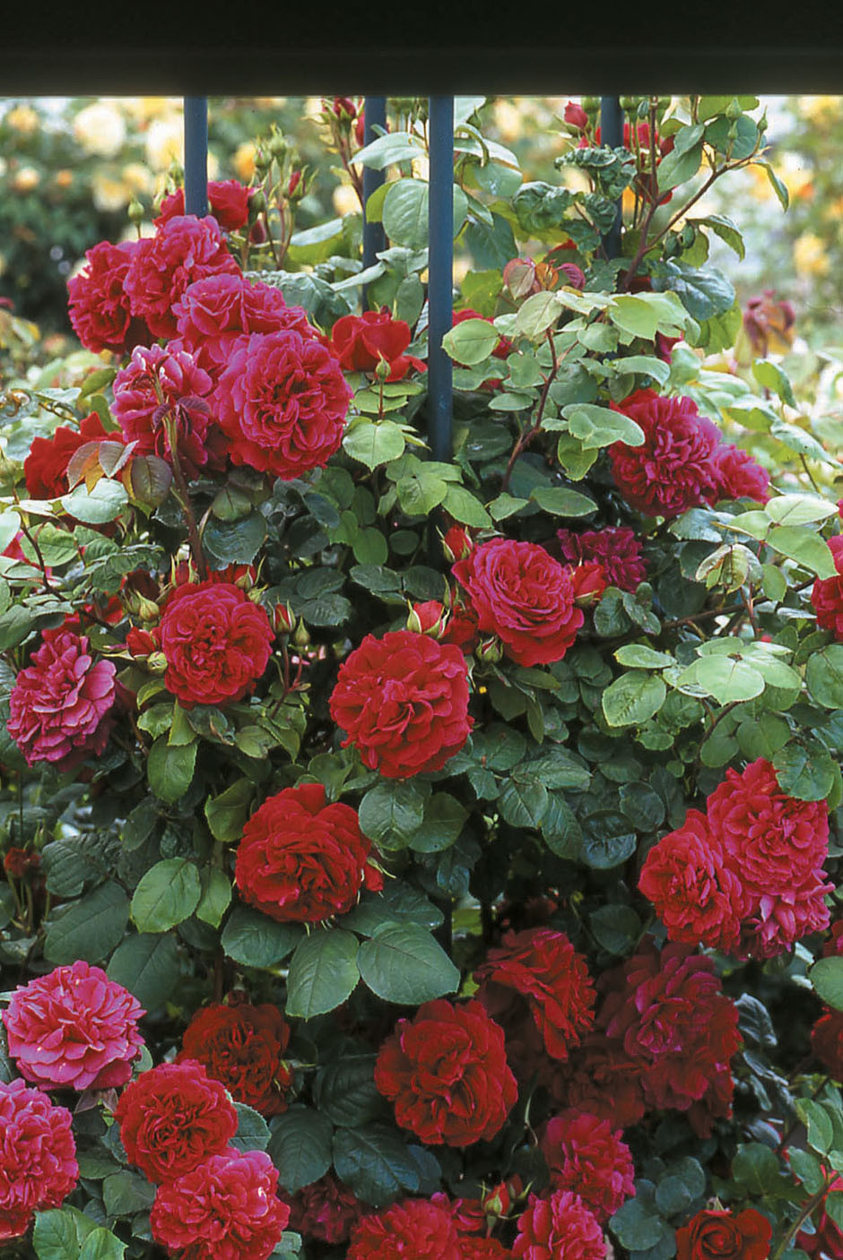 21 Tess Garden Rose Ideas To Consider | SharonSable