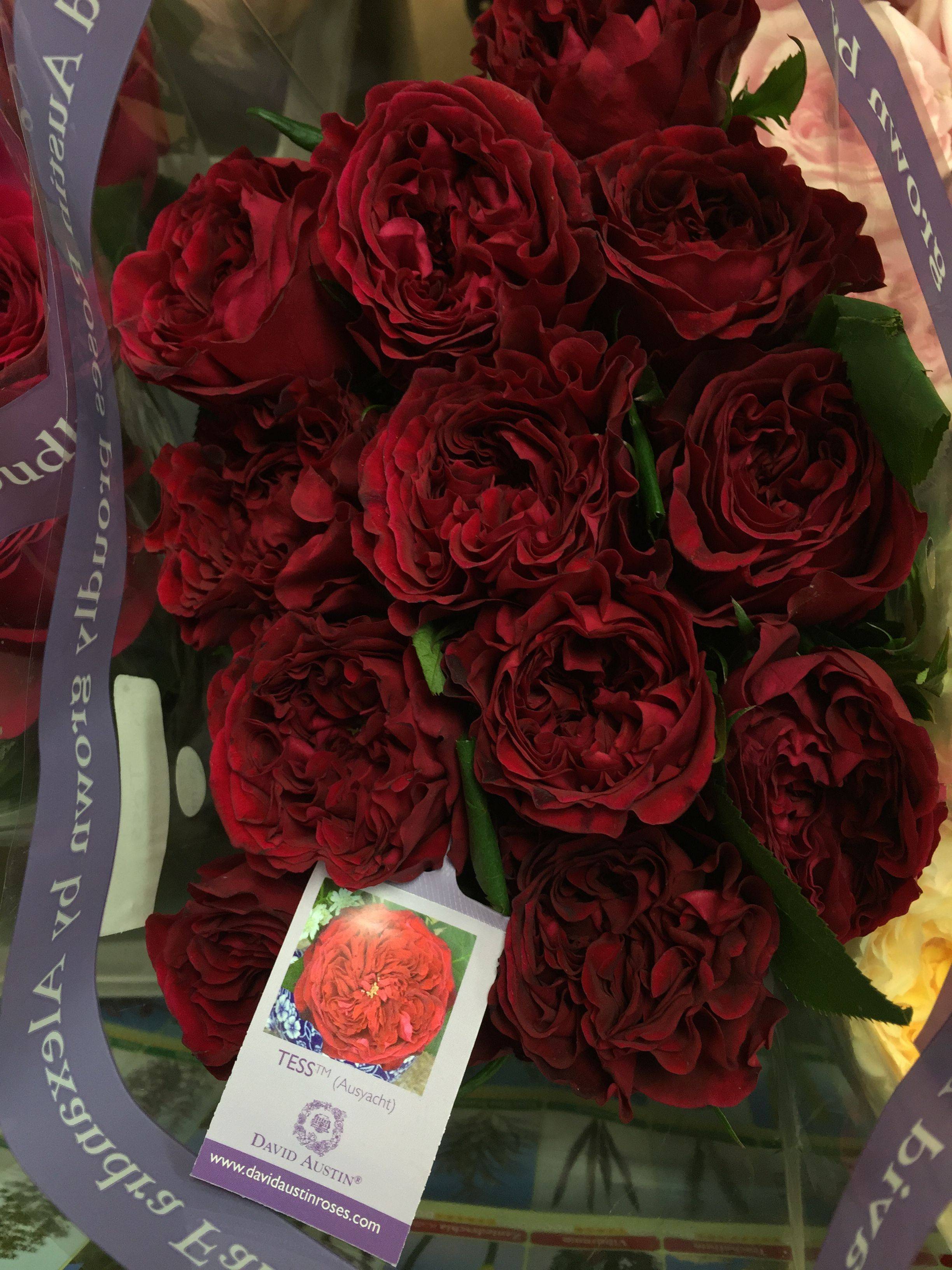 21 Tess Garden Rose Ideas To Consider | SharonSable