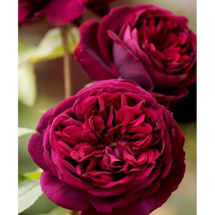 21 Tess Garden Rose Ideas To Consider | SharonSable