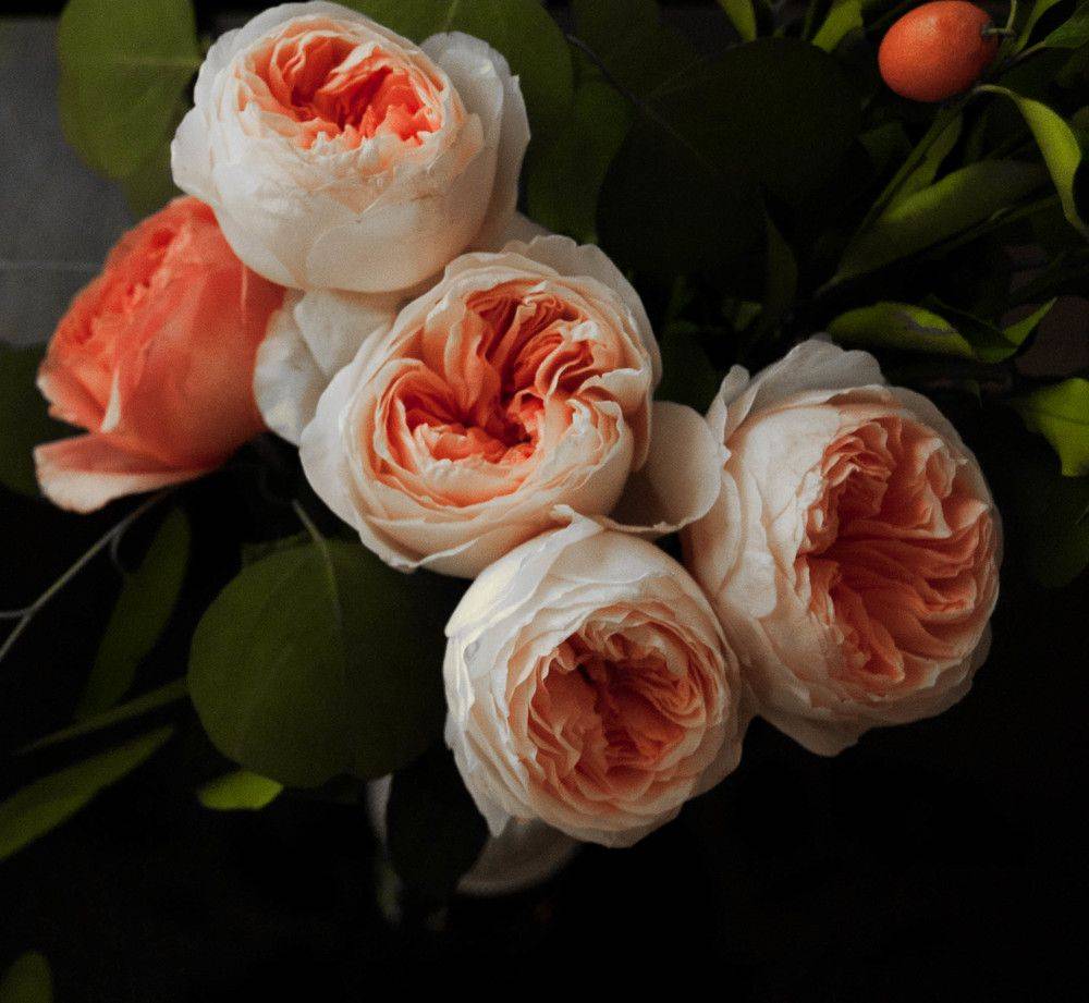 21 Tess Garden Rose Ideas To Consider | SharonSable