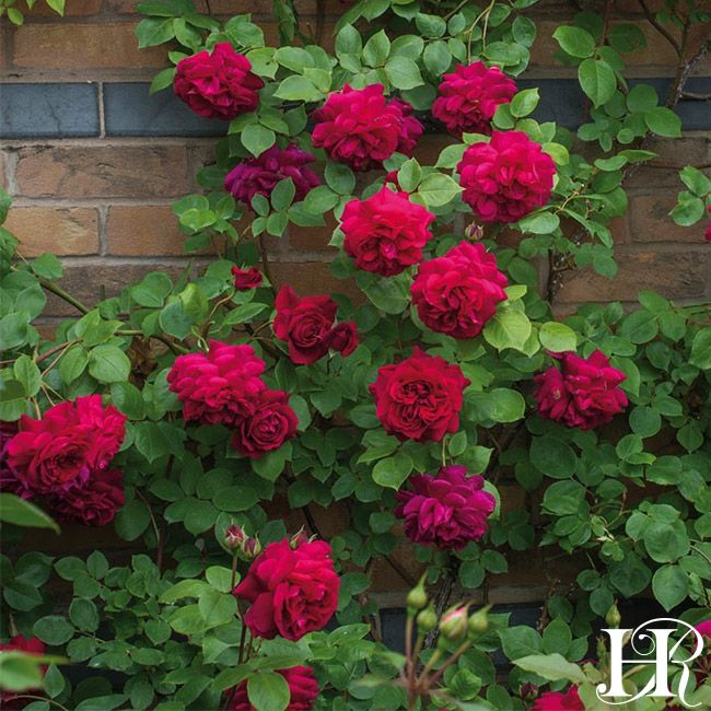 21 Tess Garden Rose Ideas To Consider | SharonSable